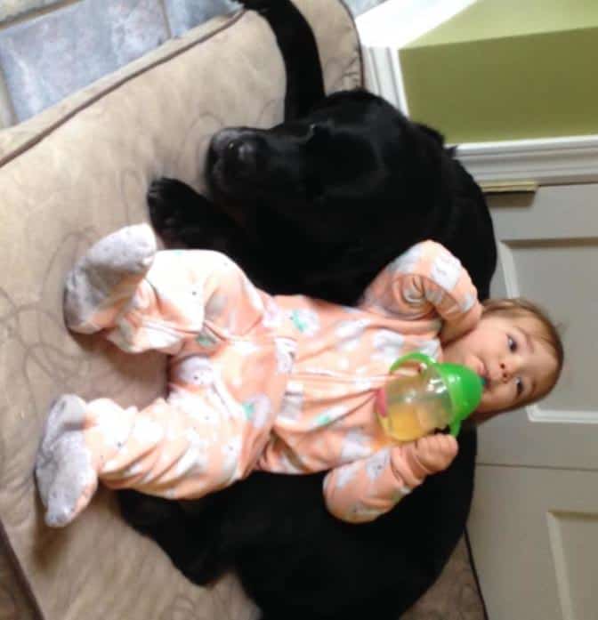 Labbies and Babies: The Labrador Retriever and the Growing Family ...