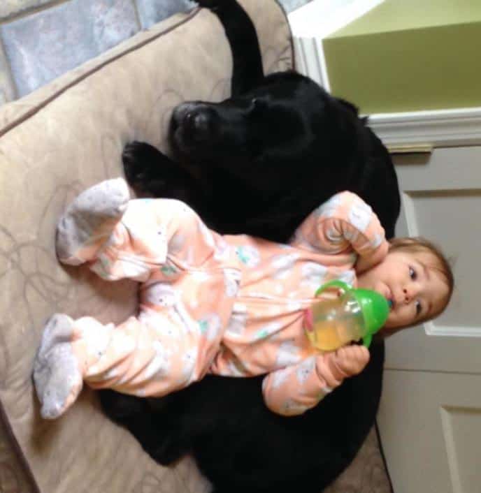 Labbies and Babies: The Labrador Retriever and the Growing Family ...