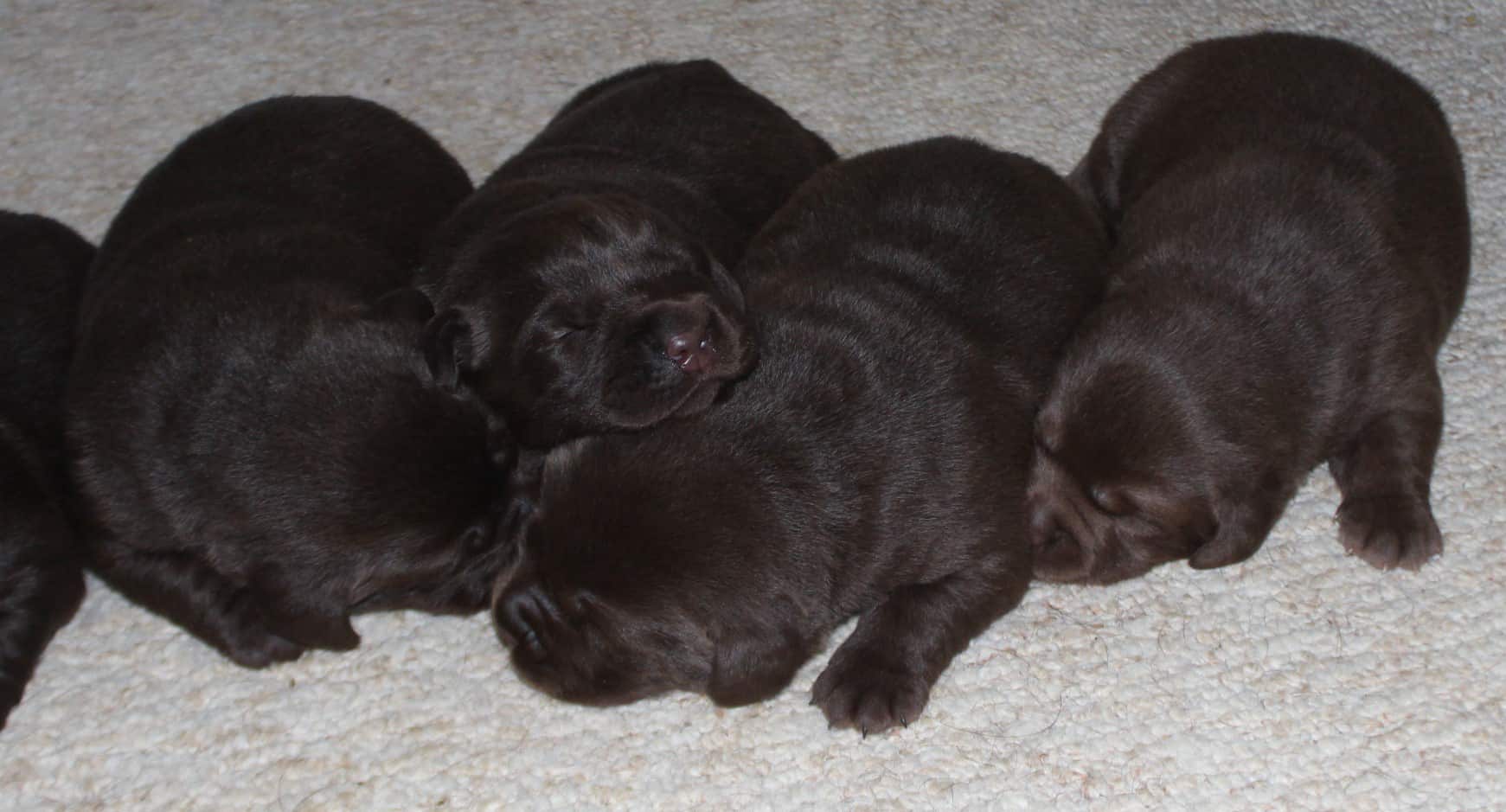 Upcoming Litters – Endless Mountain Labradors