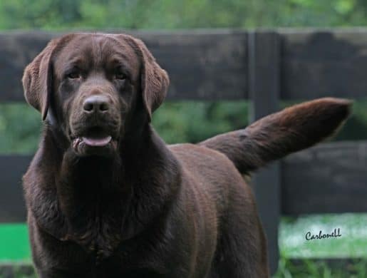 Upcoming Litters | Endless Mountain Labradors