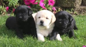 Upcoming Litters – Endless Mountain Labradors
