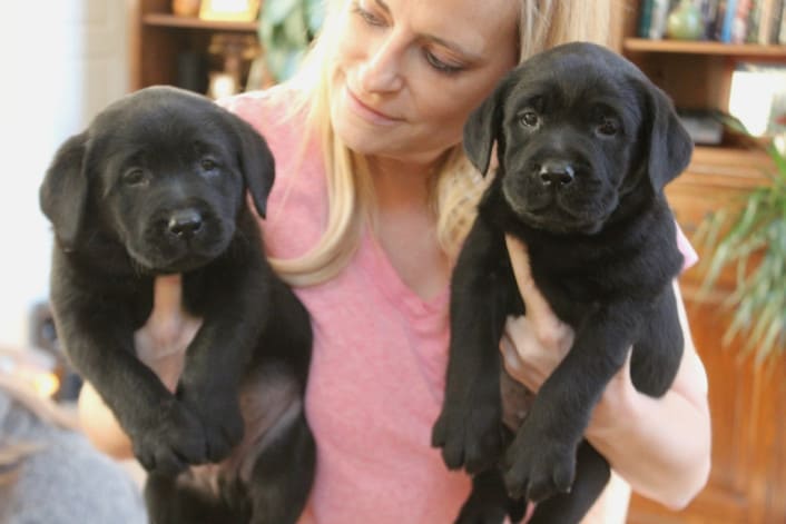 How Large is a Labrador? - Endless Mountain Labradors