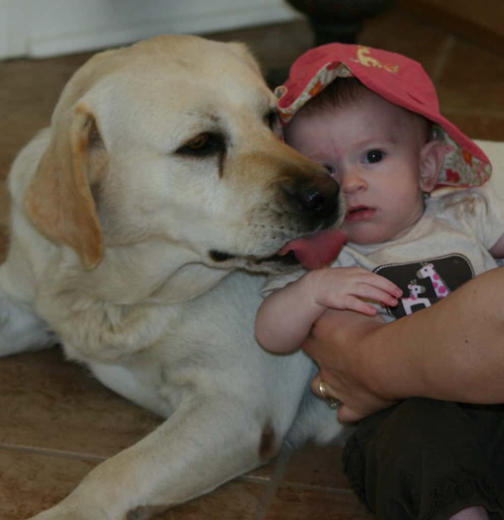 Labbies and Babies: The Labrador Retriever and the Growing Family ...