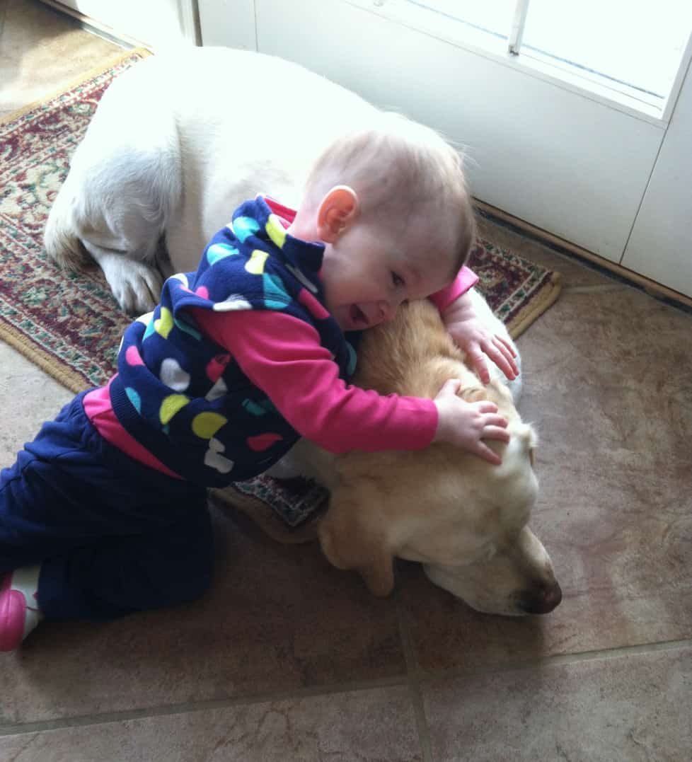 Labbies and Babies: The Labrador Retriever and the Growing Family ...