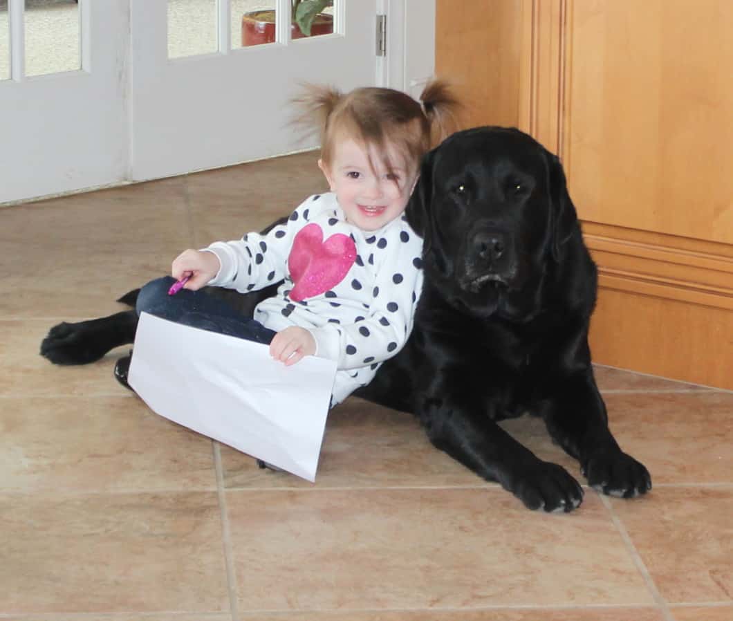 Labbies and Babies: The Labrador Retriever and the Growing Family ...