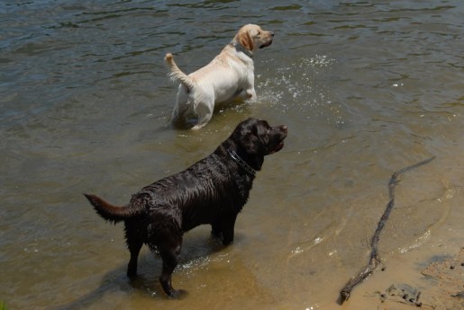 16 Happy Labs That Know How To Celebrate Summer! - Endless Mountain ...