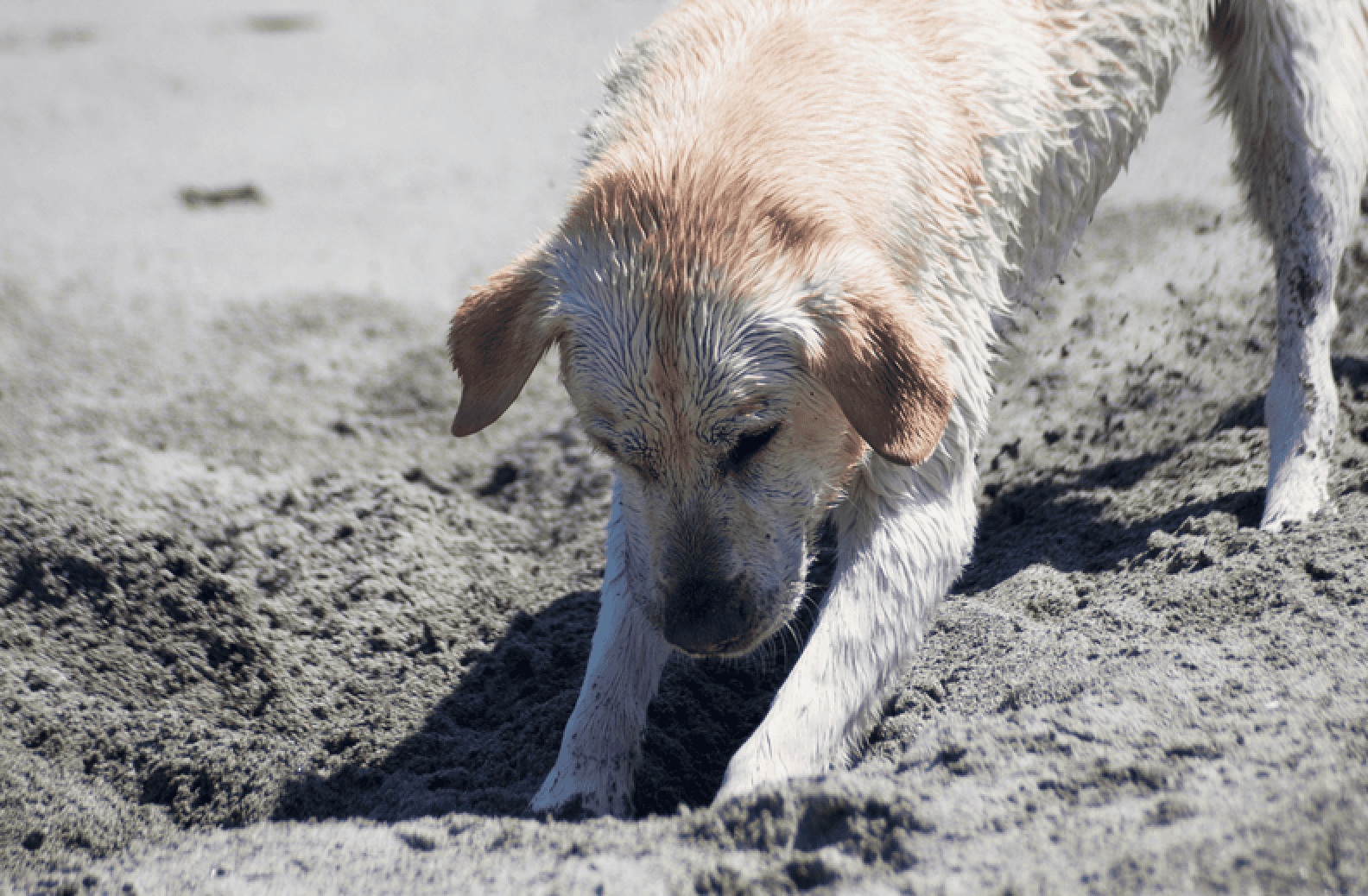 How to prevent your Labrador from Digging - Endless Mountain Labradors