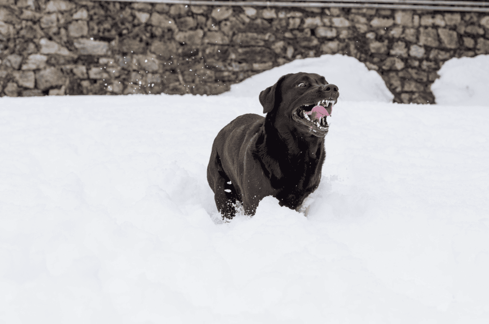 Why is my Lab Hyperactive? - Endless Mountain Labradors