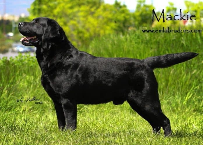 Me and my Labs!!! (a brief history) - Endless Mountain Labradors