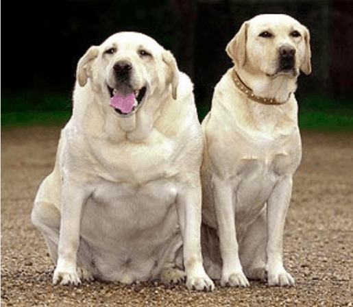 Your Labrador could be dying because of this ONE thing you are unaware ...