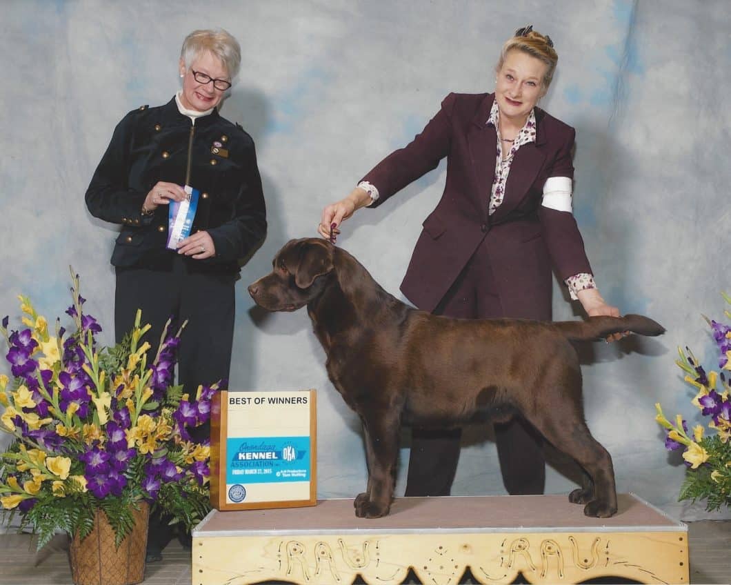 Upcoming Litters | Endless Mountain Labradors