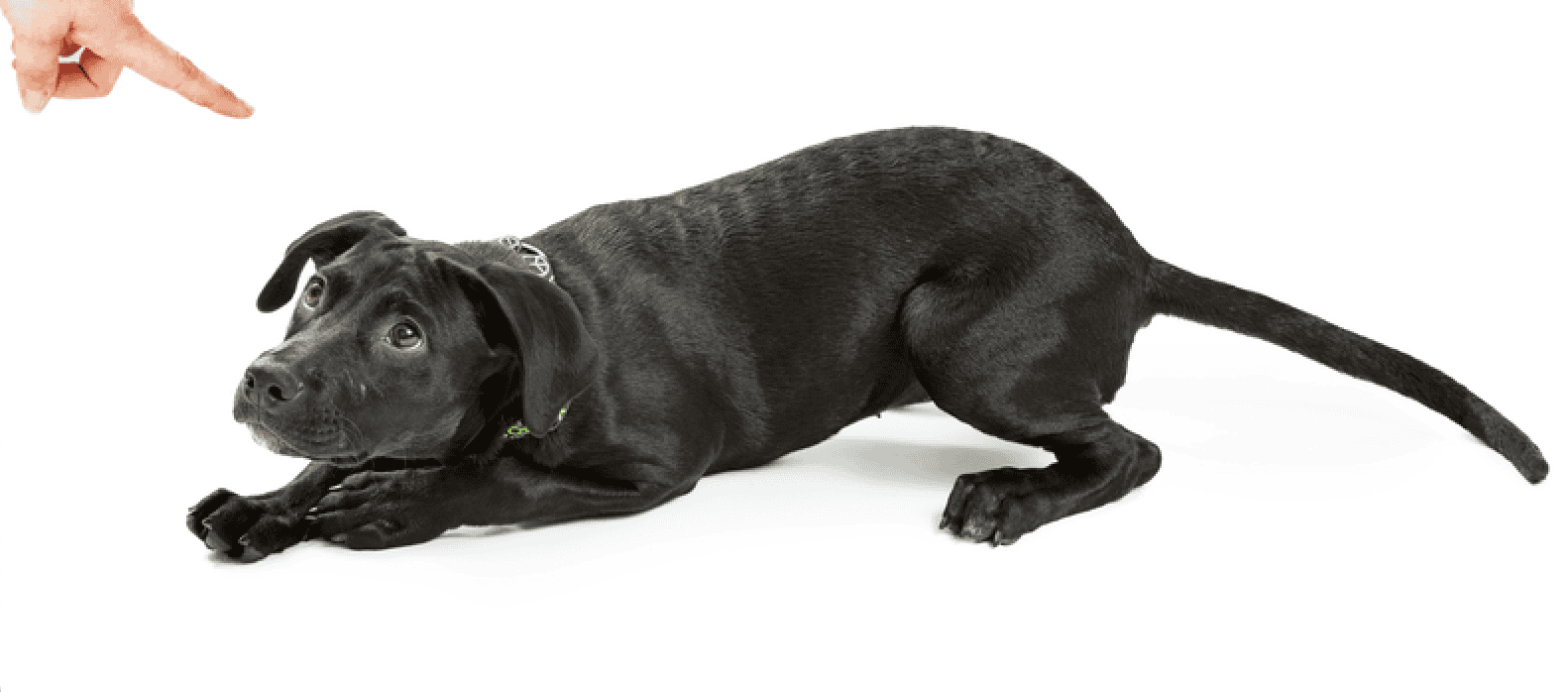 Reasons punishing your Labrador may = devastating Results - Endless ...