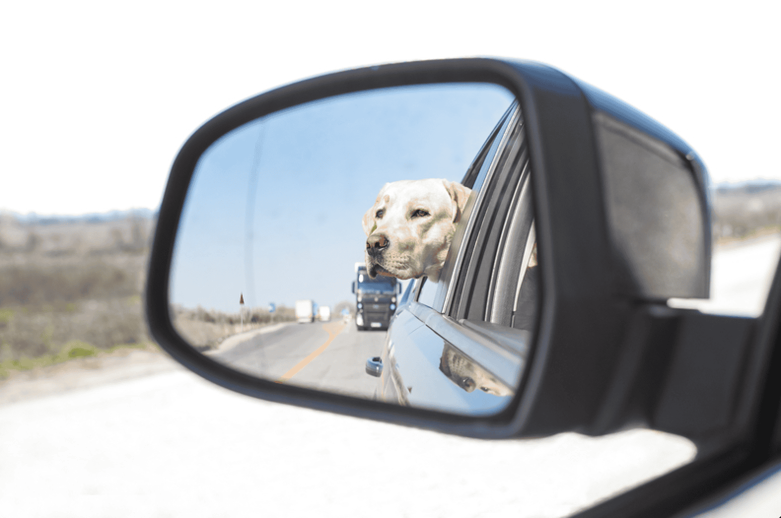 Dangers you may not have thought of regarding an unrestrained ...