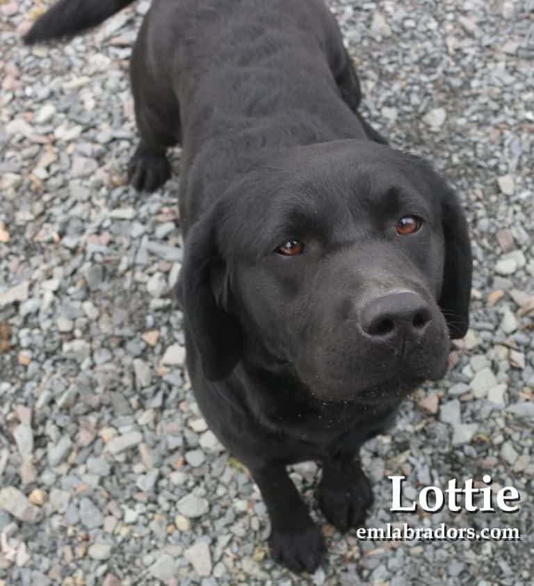 Upcoming Litters – Endless Mountain Labradors