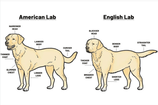 The History of the Labrador Retriever | Endless Mt Labradors