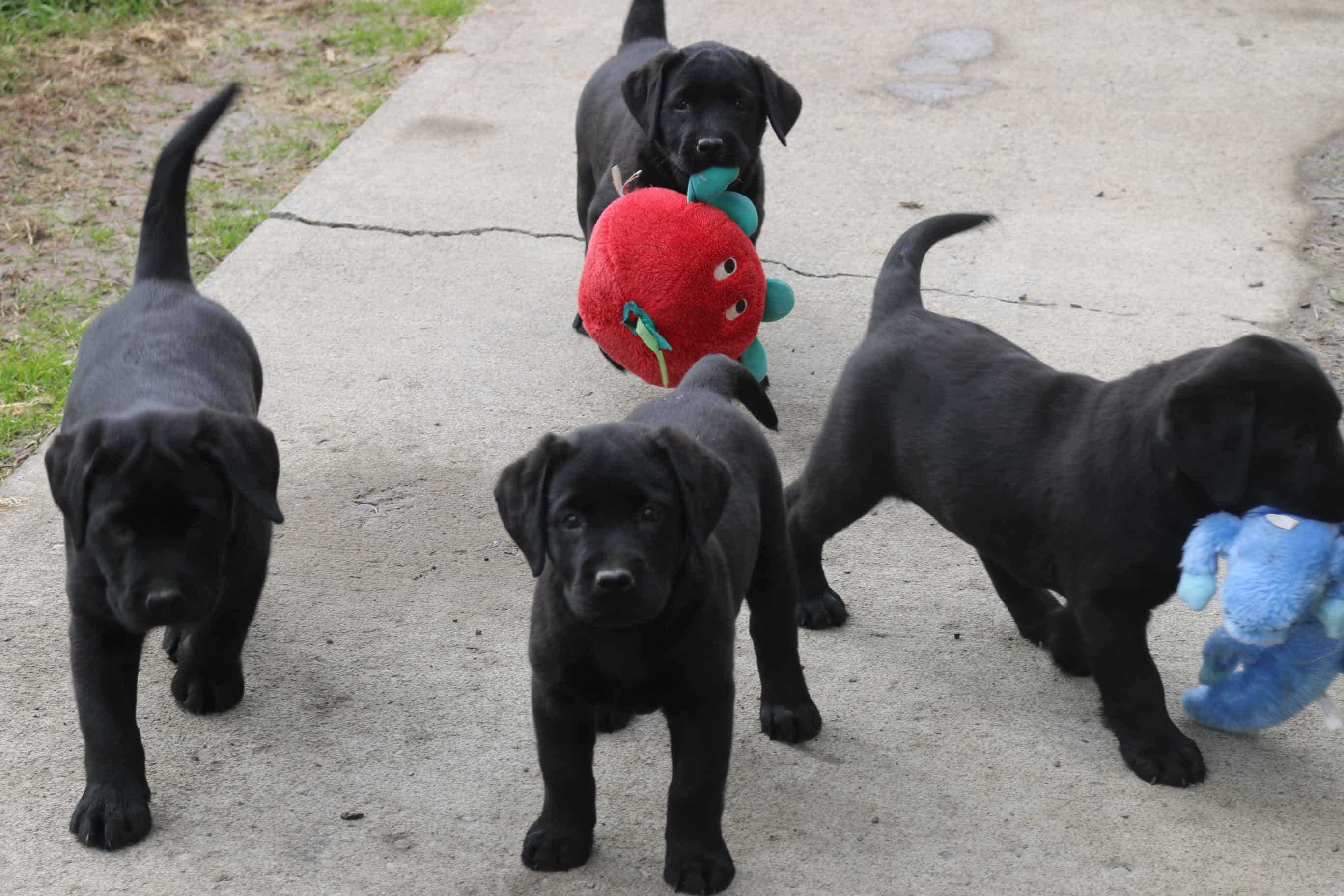 Upcoming Litters – Endless Mountain Labradors