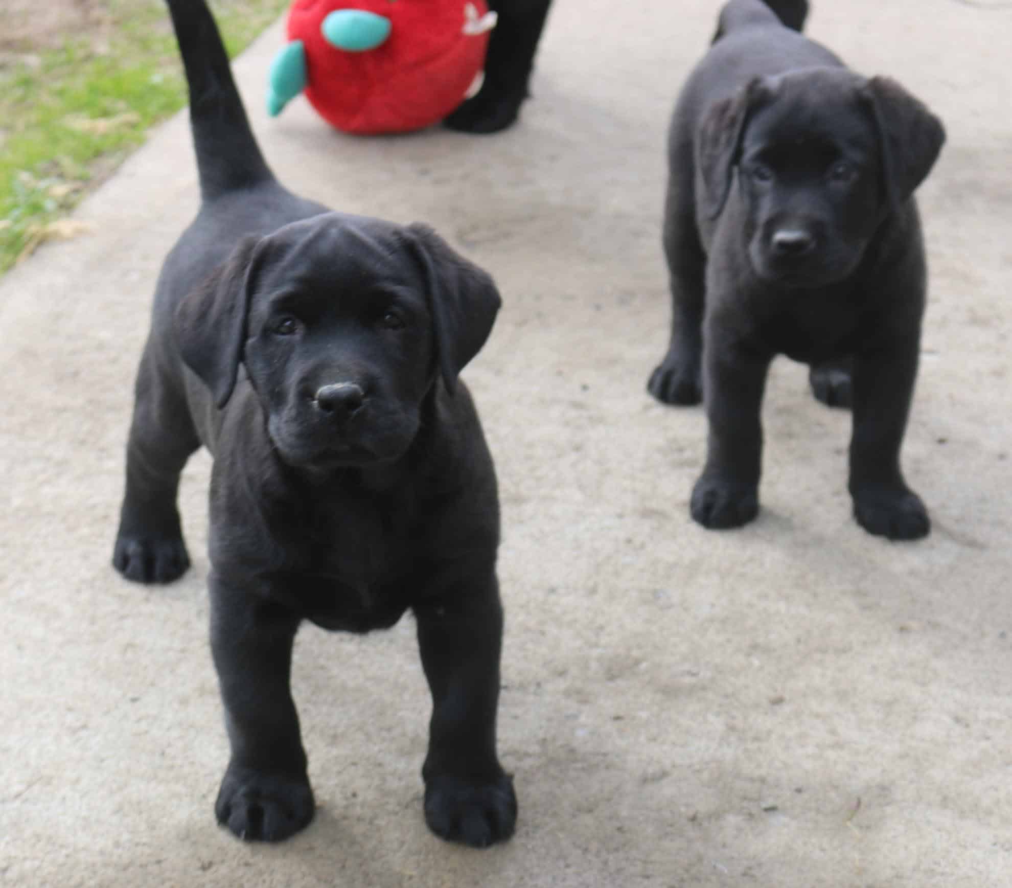 Upcoming Litters – Endless Mountain Labradors