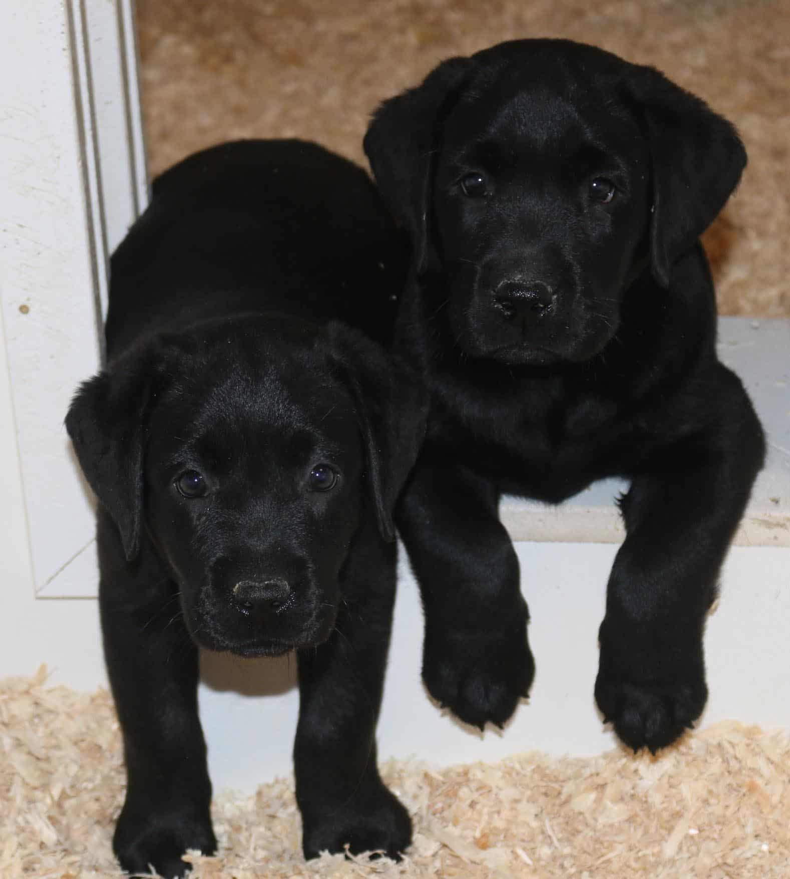 Upcoming Litters – Endless Mountain Labradors