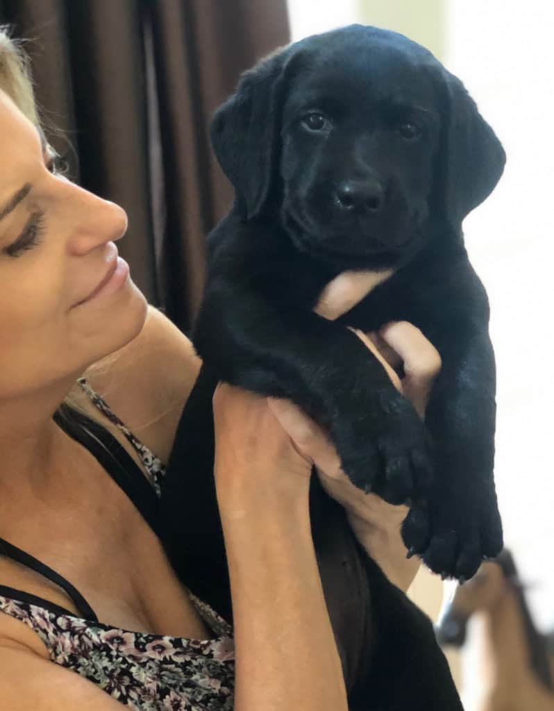 Genetic Testing and Health Clearances in Labradors: What do all of ...