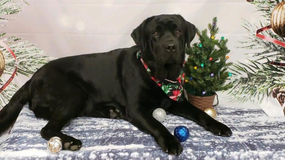 Meet Harrison! - Endless Mountain Labradors