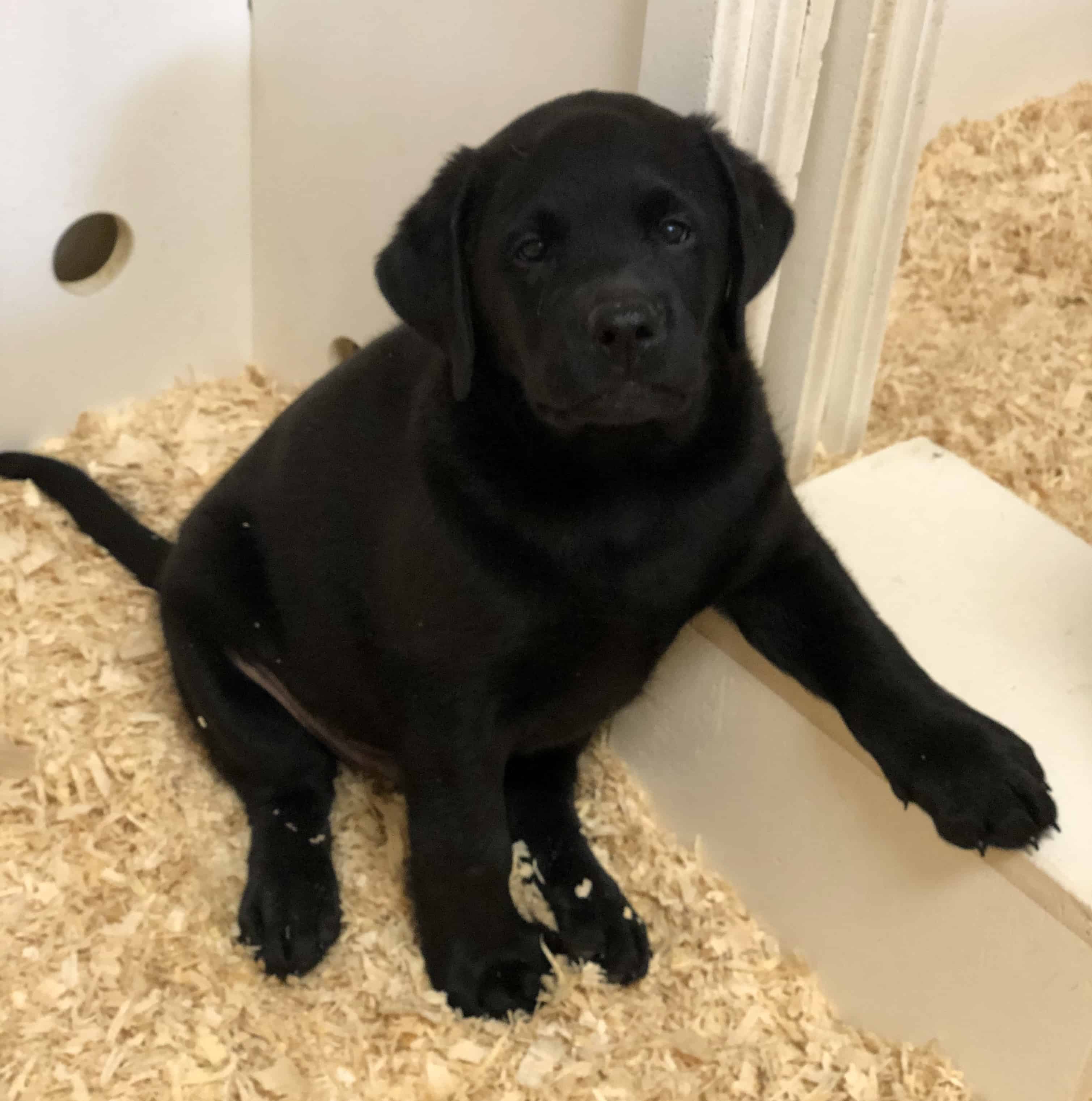 Upcoming Litters | Endless Mountain Labradors