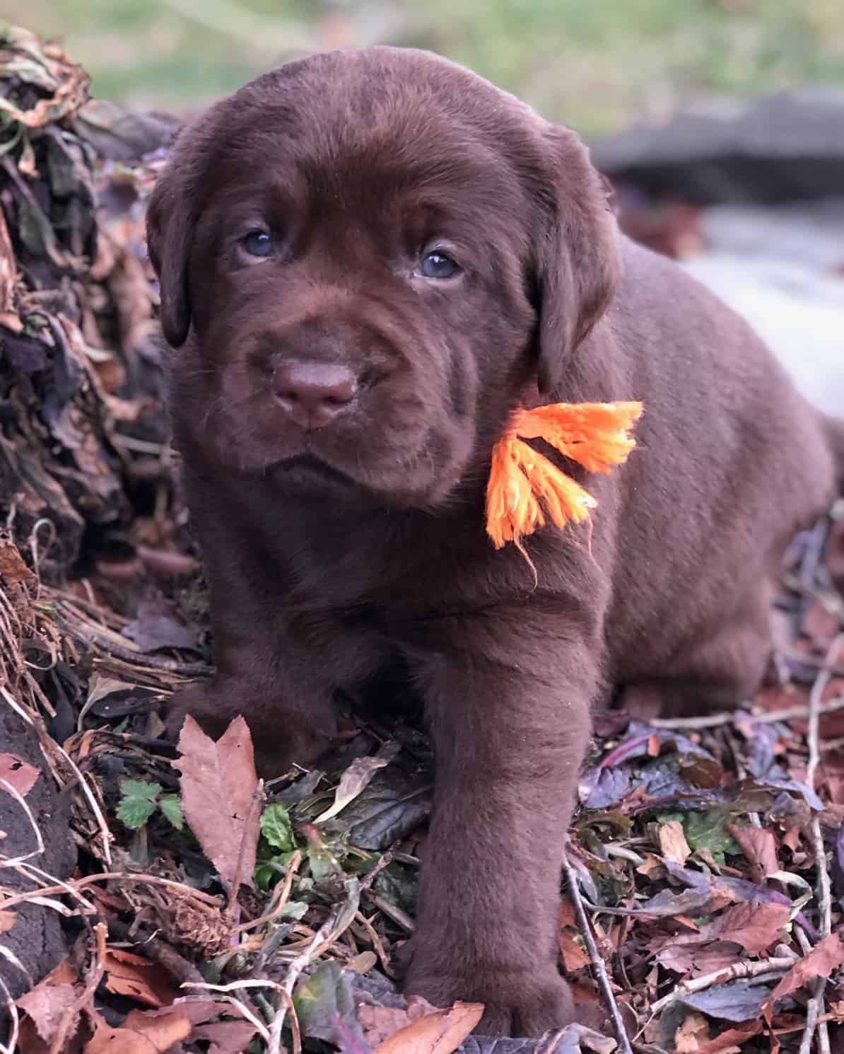 Upcoming Litters | Endless Mountain Labradors