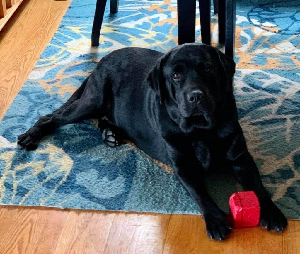 Upcoming Litters | Endless Mountain Labradors