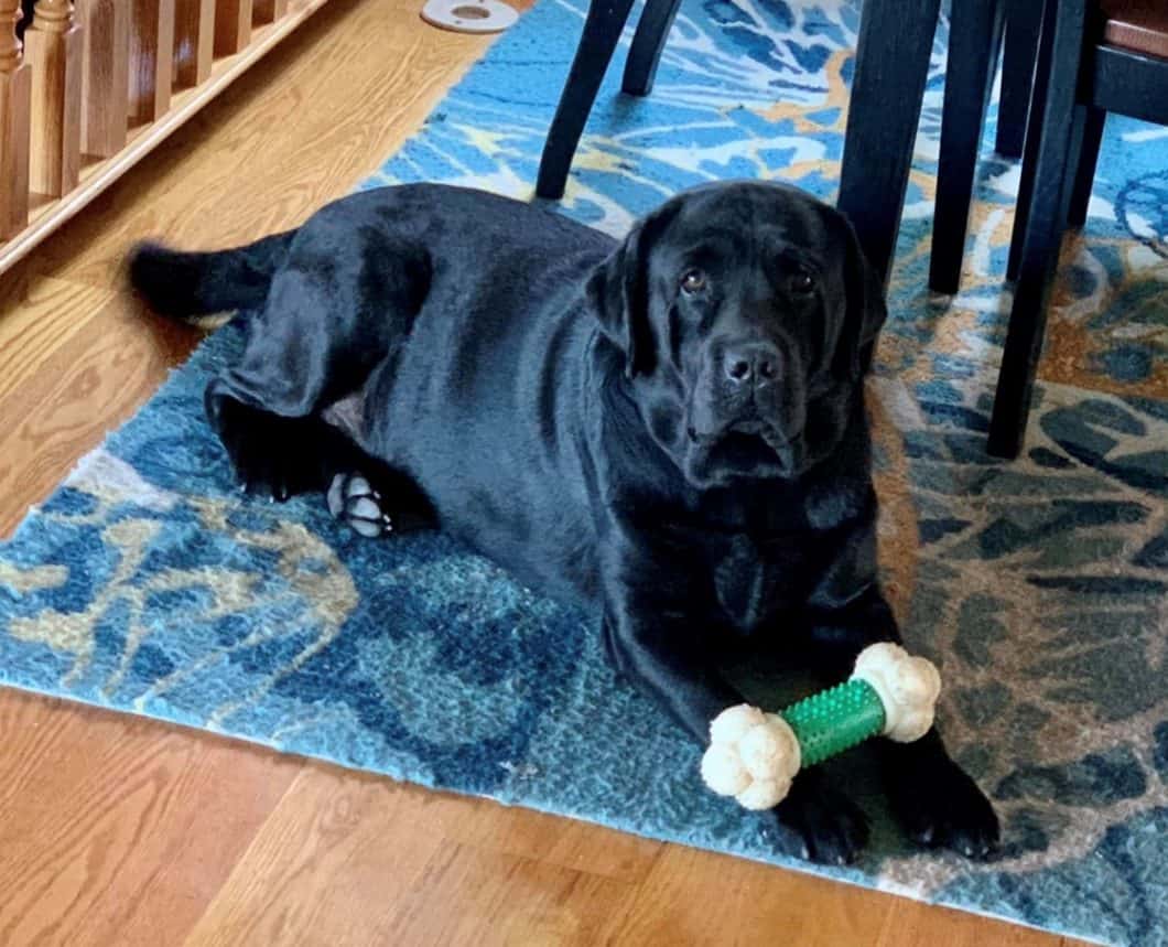 Meet Harrison! - Endless Mountain Labradors