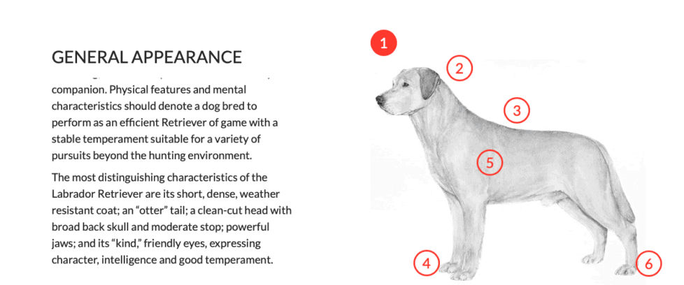 I want a Labrador with a BIG HEAD!! (But do you know what to look for ...
