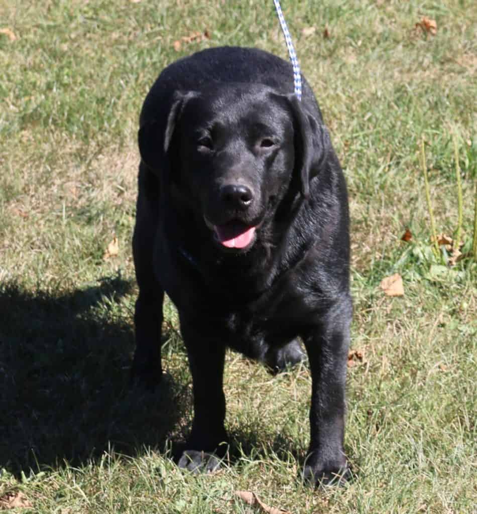 Upcoming Litters | Endless Mountain Labradors