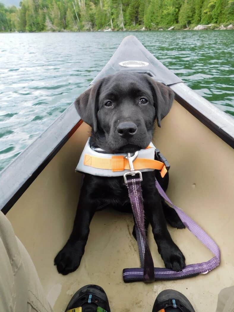 Testimonials | Endless Mountain Labradors