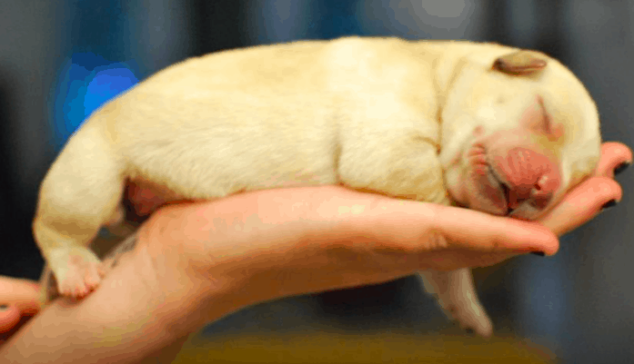 What does the word "OVER-BRED" actually mean? - Endless Mountain Labradors