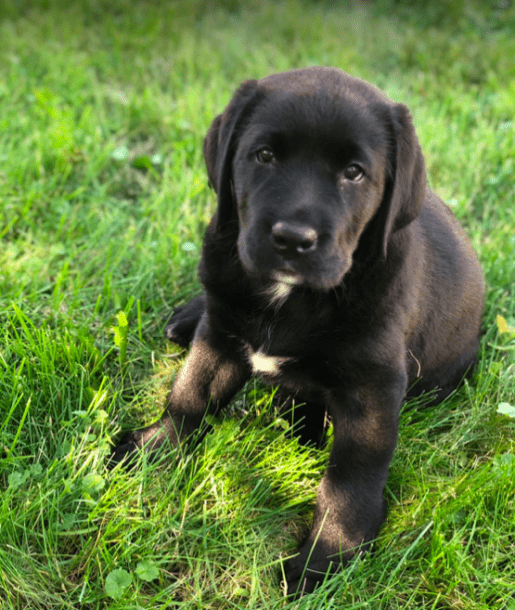 What is that WHITE SPOT on my Labrador? - Endless Mountain Labradors