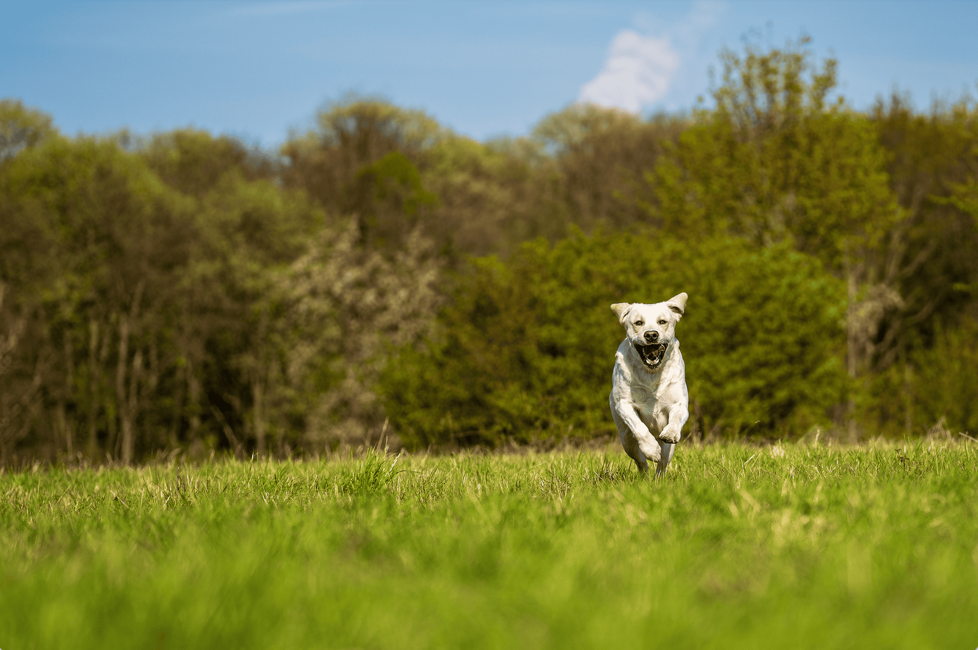 Why does my dog do "Zoomies?" - Endless Mountain Labradors