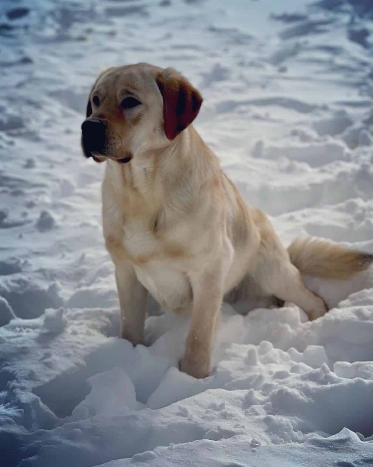 Meet River! - Endless Mountain Labradors