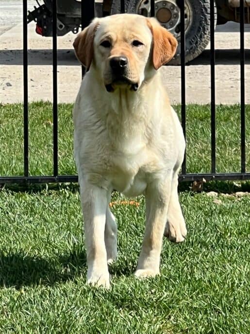 Upcoming Litters | Endless Mountain Labradors