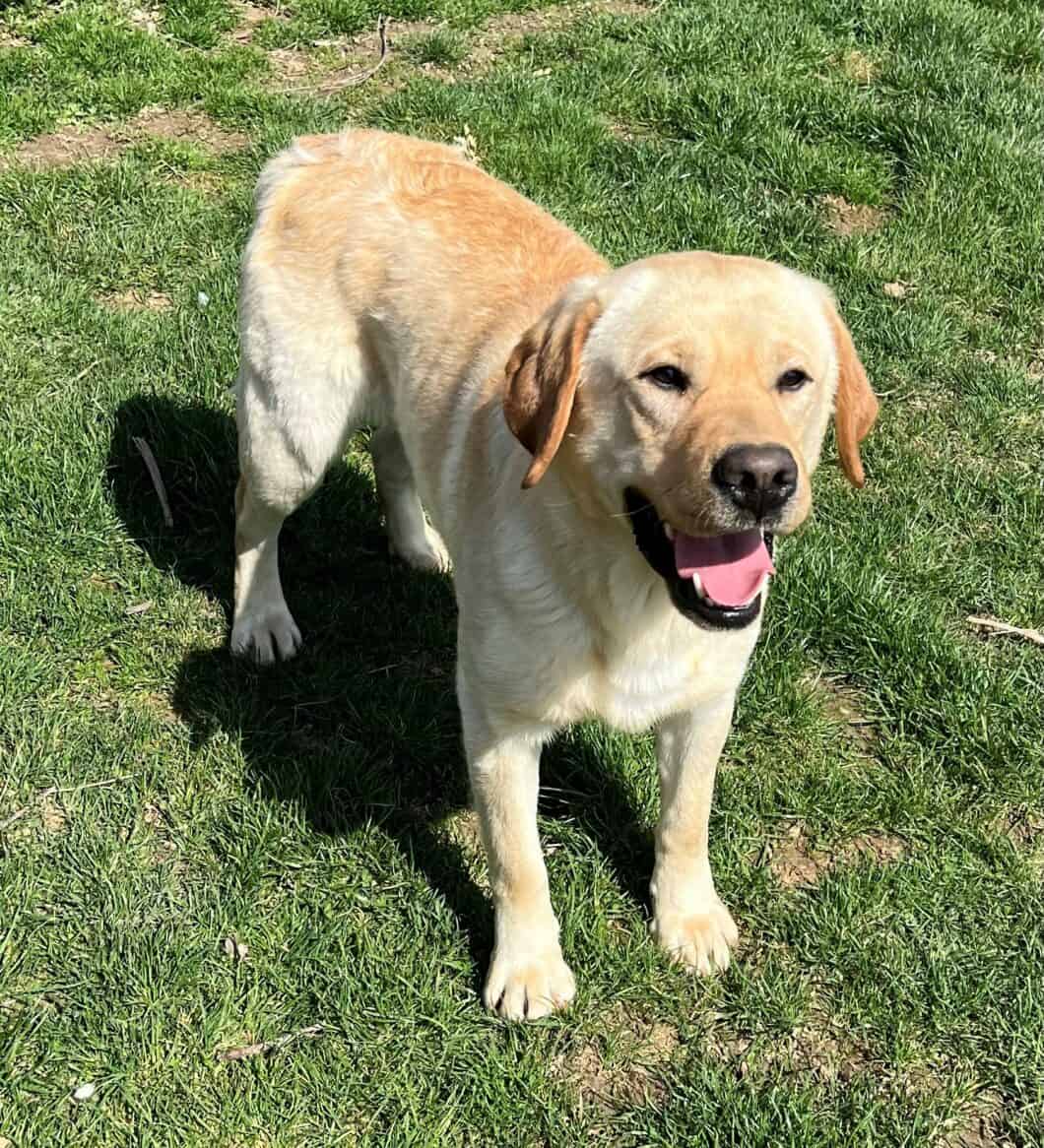 Upcoming Litters | Endless Mountain Labradors