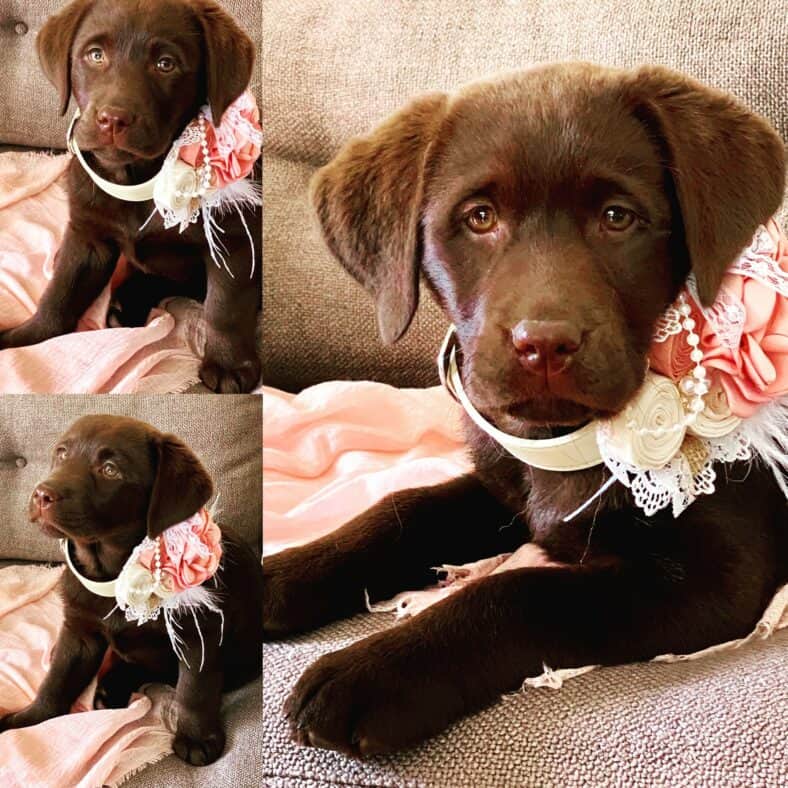 Endless Mt. Labradors | For discriminating labrador lovers