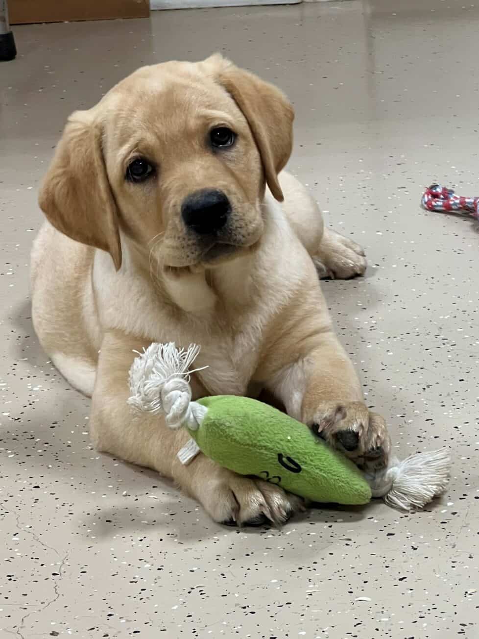 Contact Us - Endless Mountain Labradors