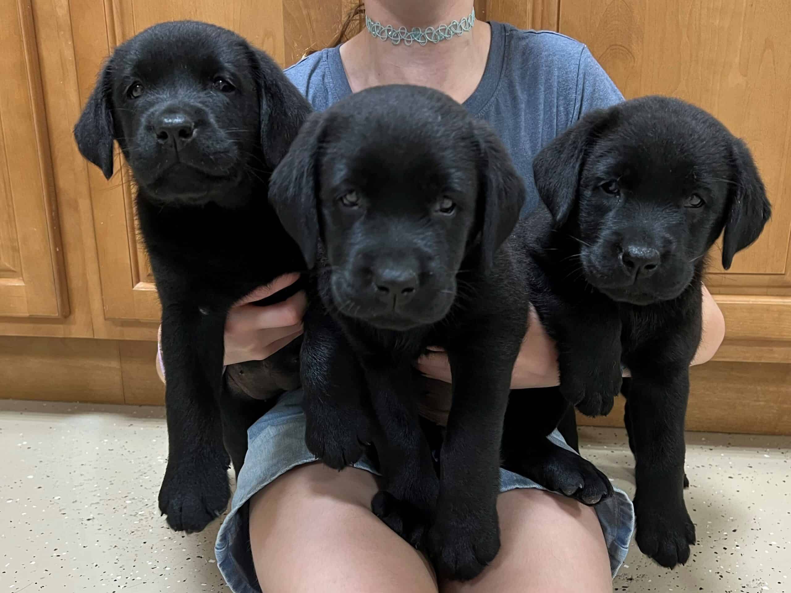 Upcoming Litters | Endless Mountain Labradors