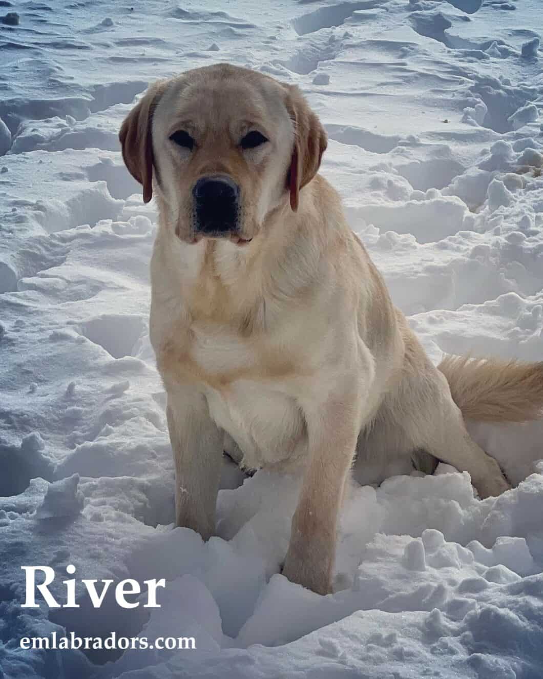 Upcoming Litters | Endless Mountain Labradors