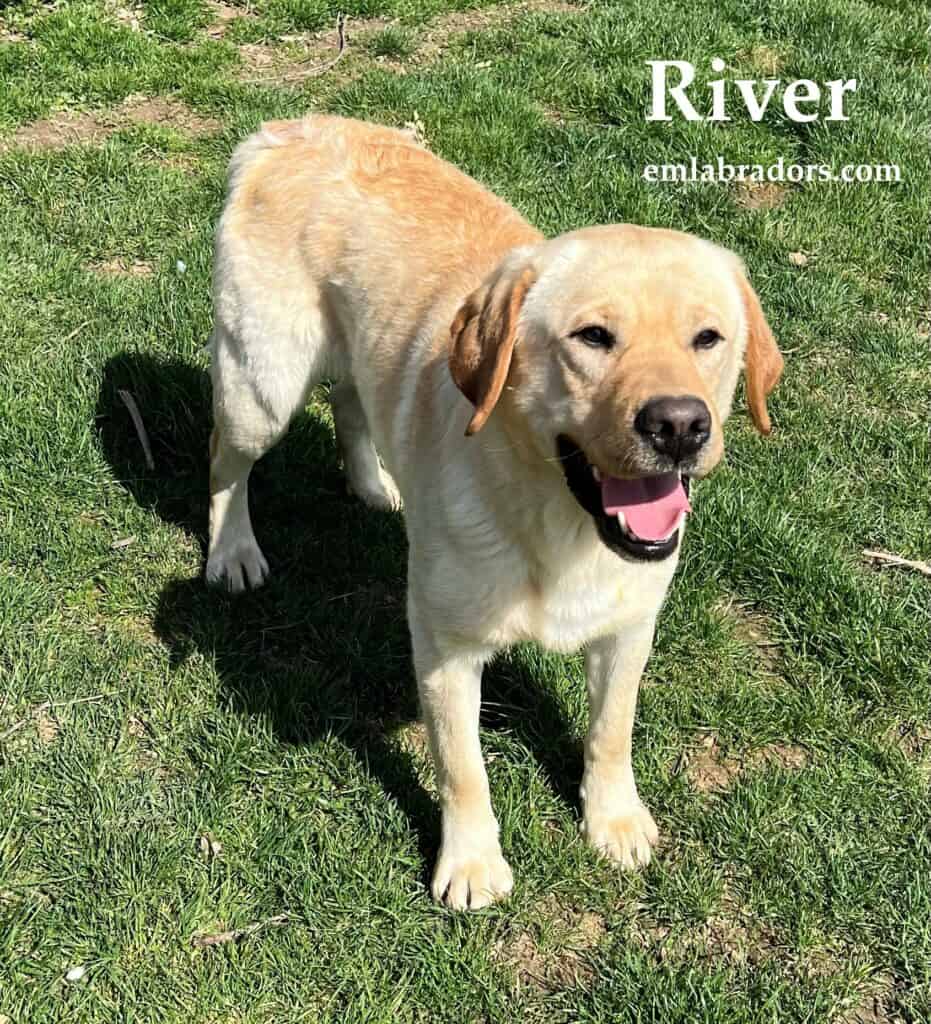 Upcoming Litters | Endless Mountain Labradors