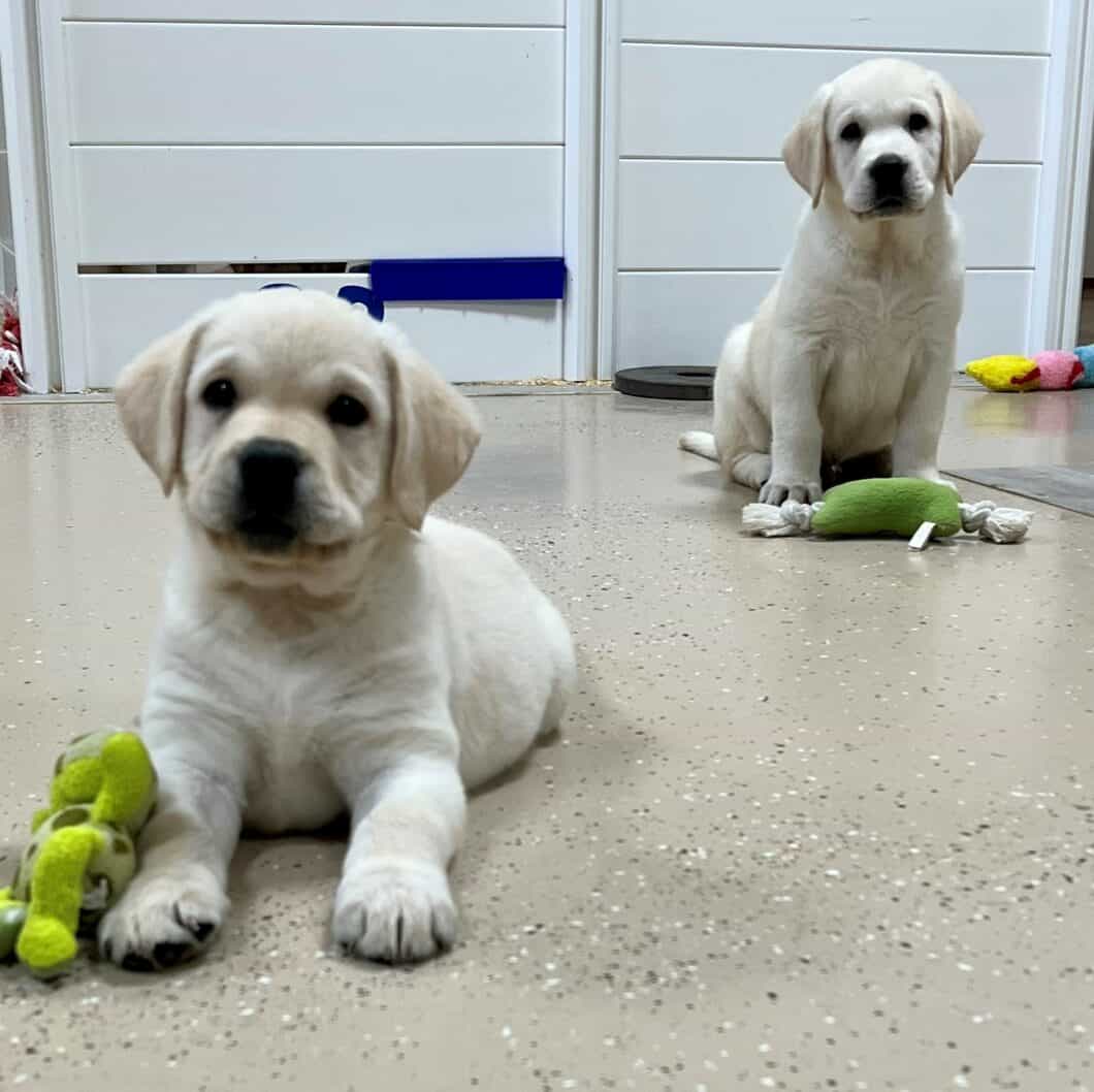 How Can We Let These Little Babies Go? - Endless Mountain Labradors