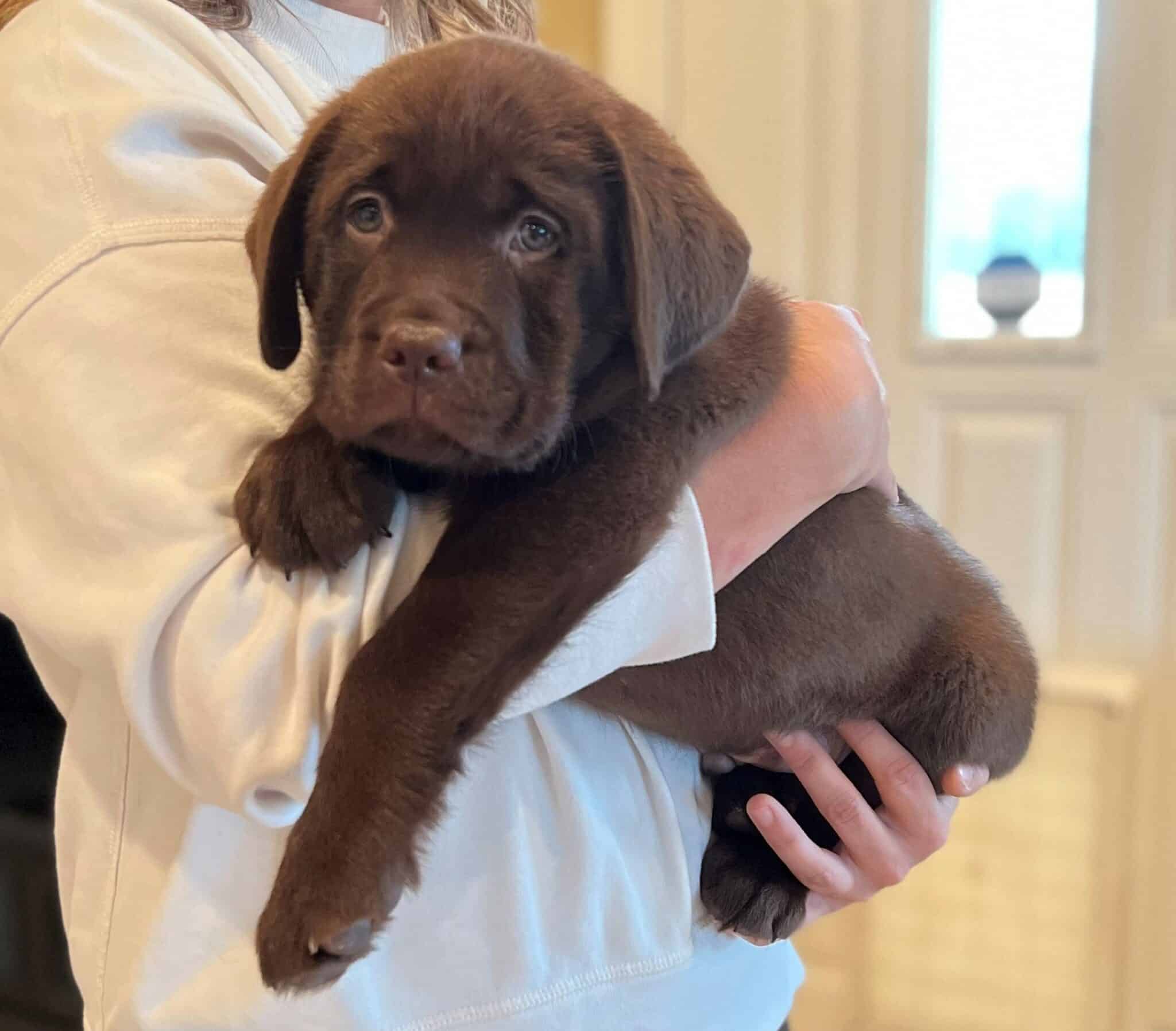 Contact Us - Endless Mountain Labradors