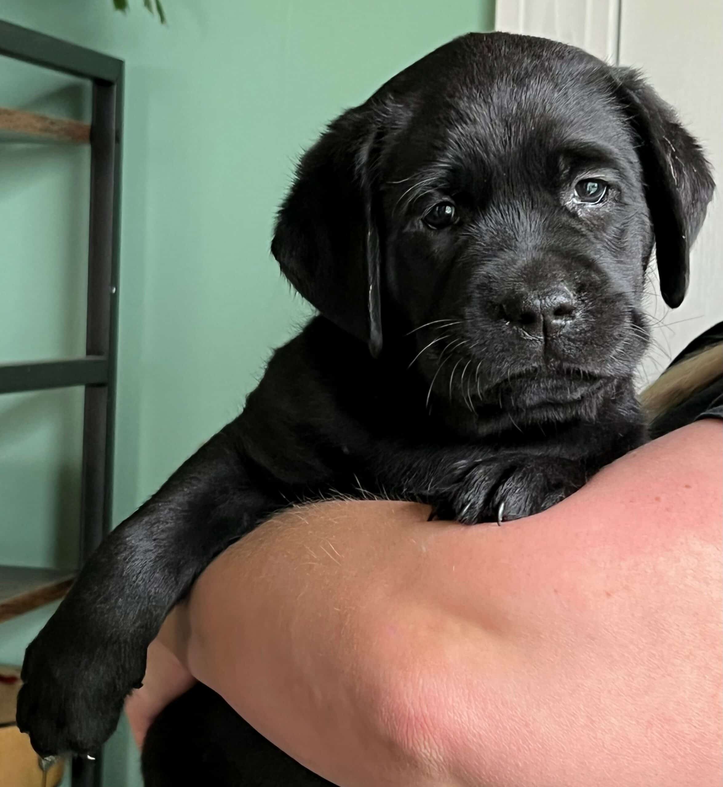 Upcoming Litters | Endless Mountain Labradors