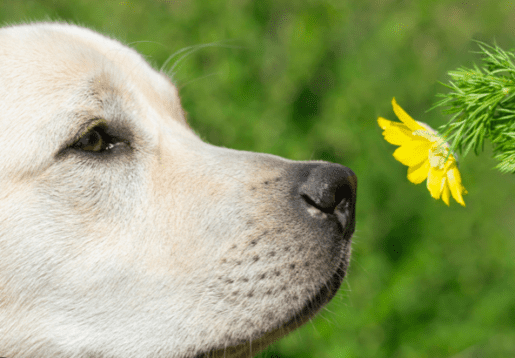 Why Does My lab Butt—Sniff every dog we meet? (Doggie Social Media ...