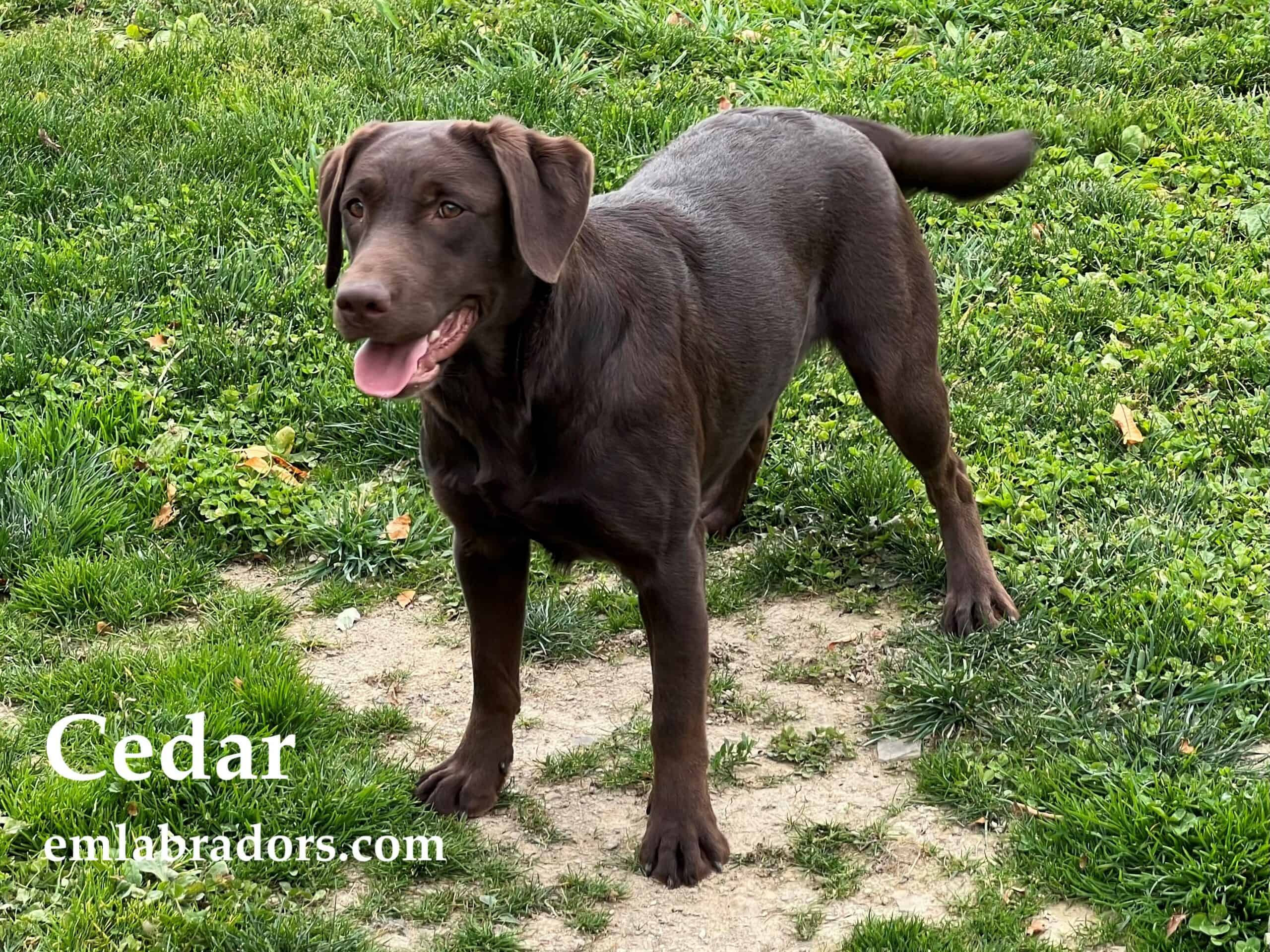 Upcoming Litters | Endless Mountain Labradors
