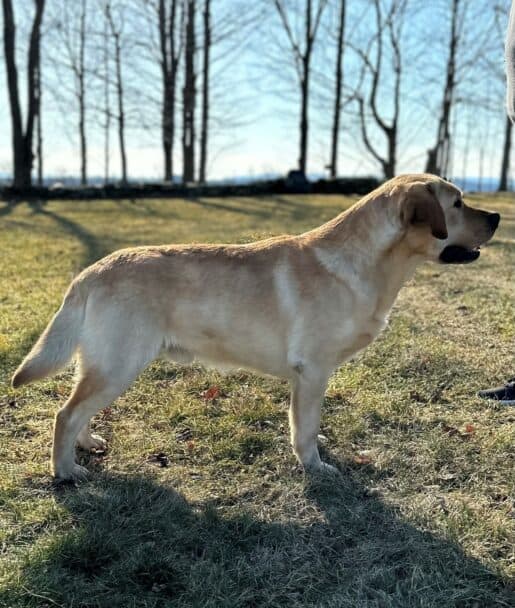 Upcoming Litters | Endless Mountain Labradors