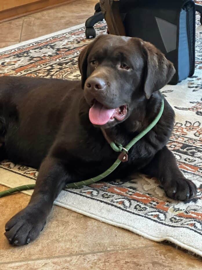 Upcoming Litters | Endless Mountain Labradors