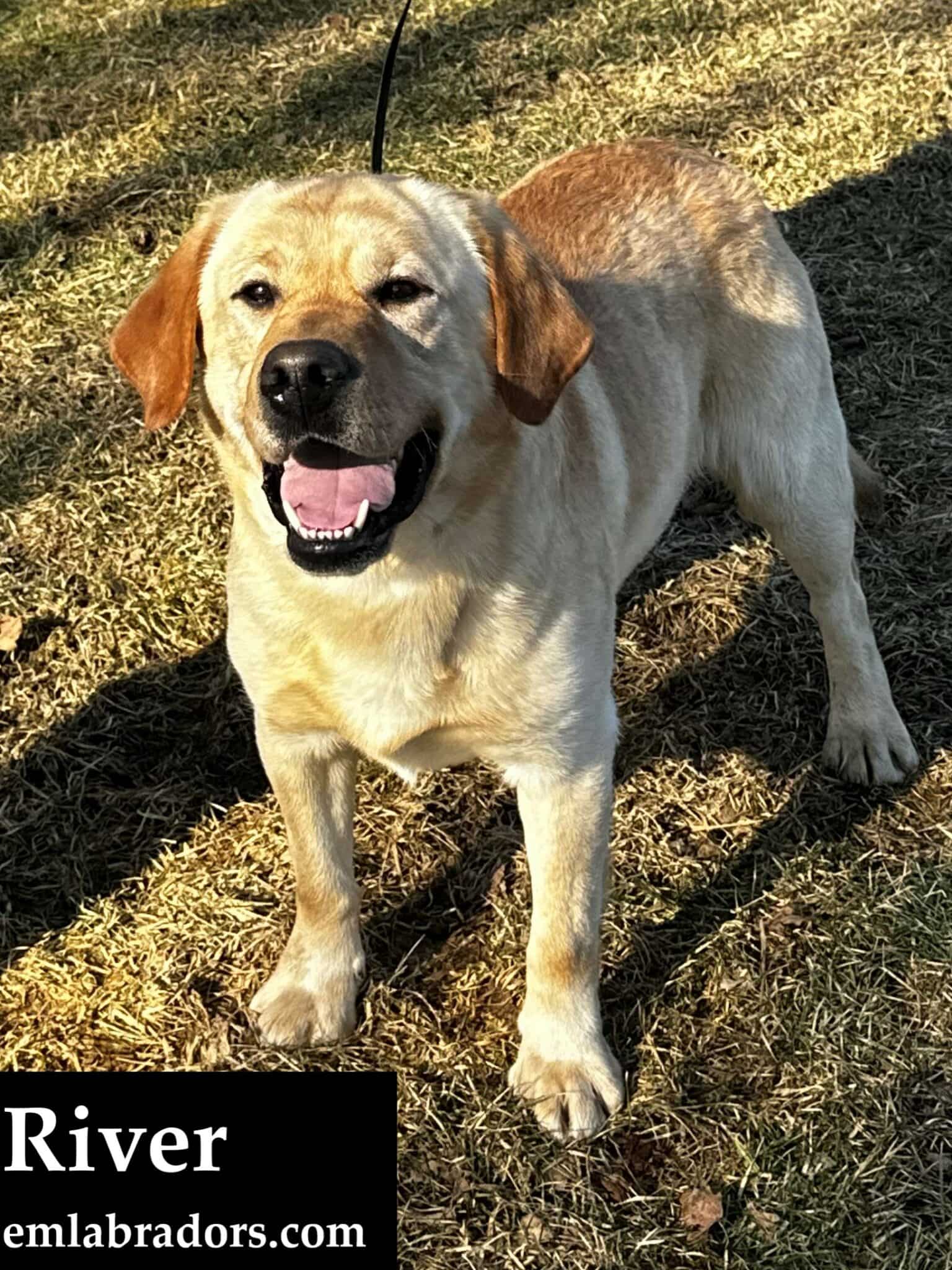 Upcoming Litters | Endless Mountain Labradors